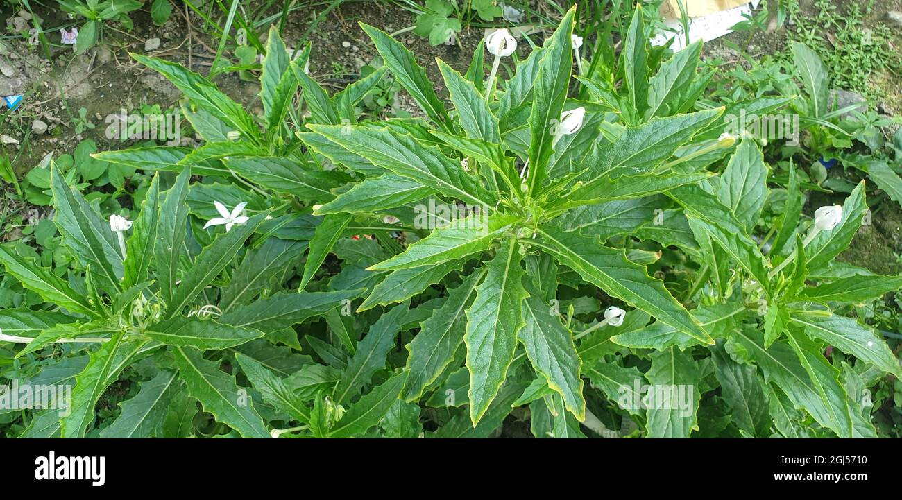 Kitolod hi-res stock photography and images - Alamy