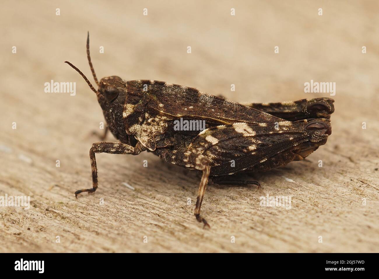 Closeup of a brown form of the common ground hopper, Tetrix undulat ...
