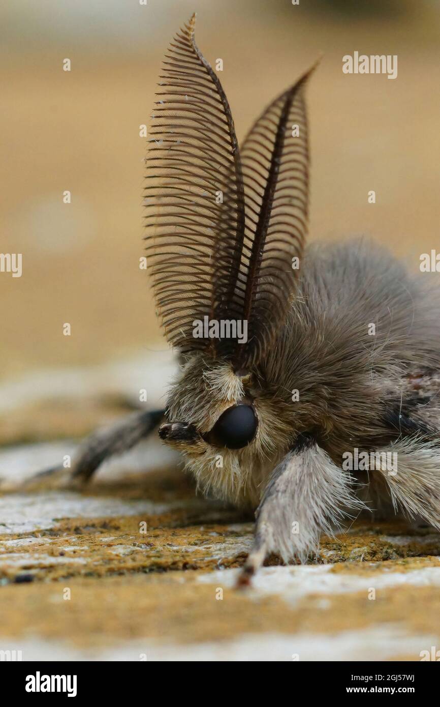 Vertical closeup on the gypsy moth, Lymantria dispar with it's b Stock ...