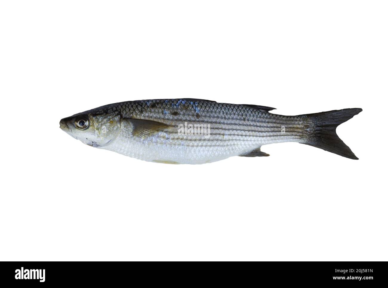 Grey mullet fish isolated on a white background with free space for ...