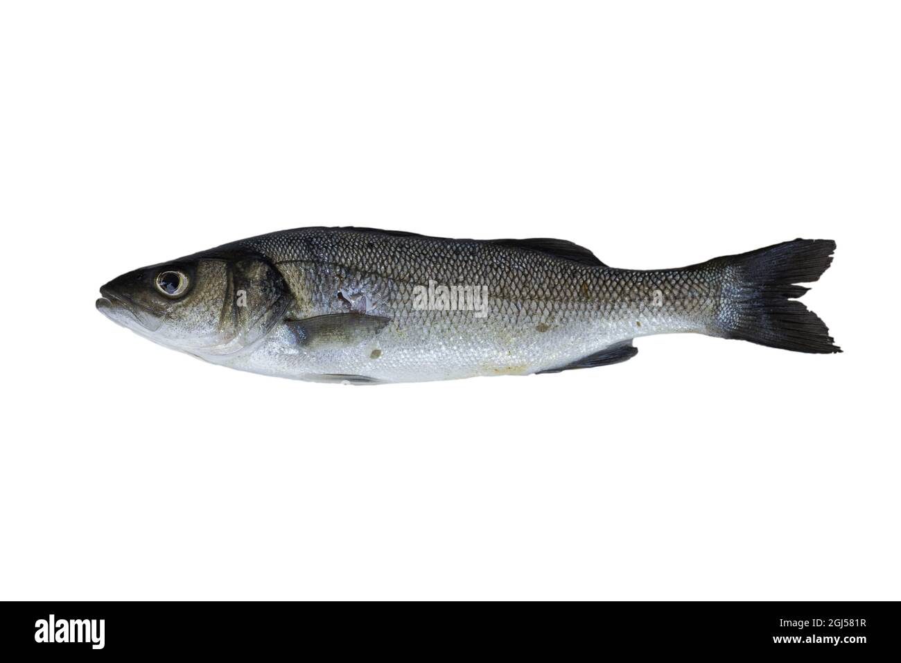 European bass fish isolated on a white background with free space for ...