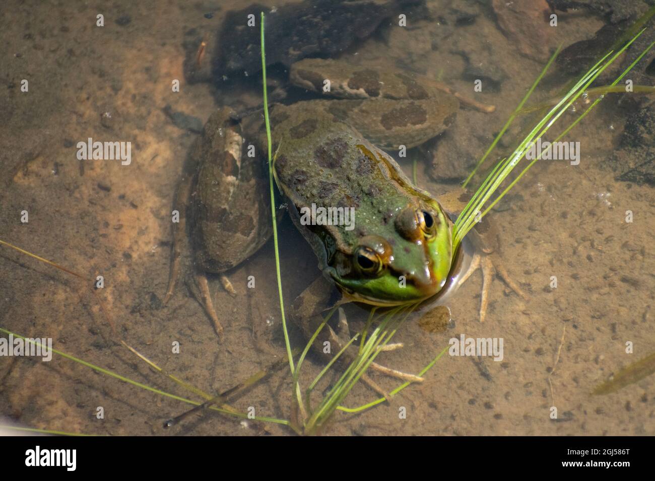 Top shot of a green bullfrog with bulging eyes eating grass in a pond ...