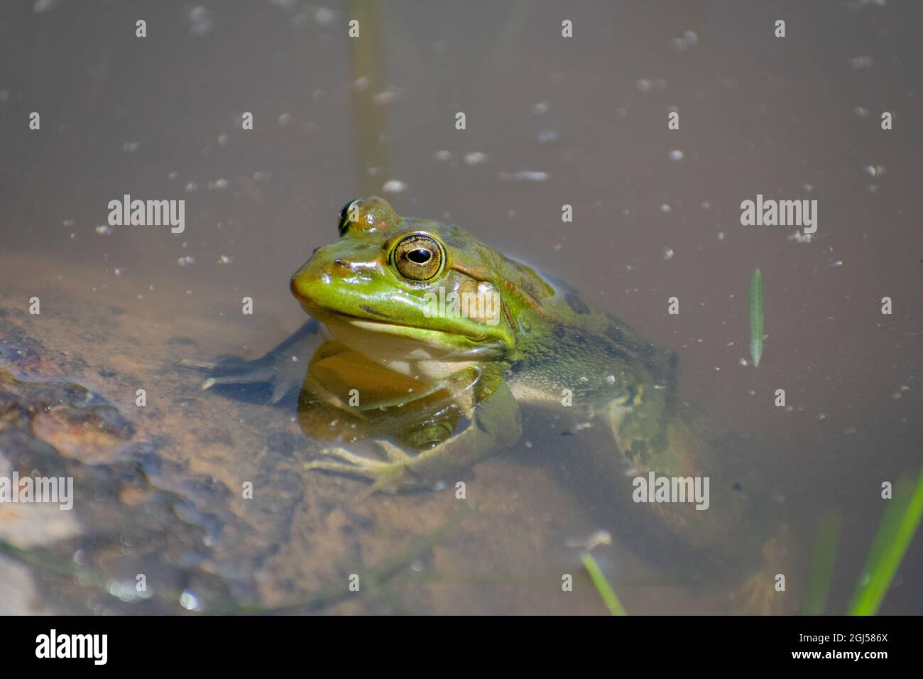 Close-up shot of a green bullfrog with bulging eyes resting in a pond ...