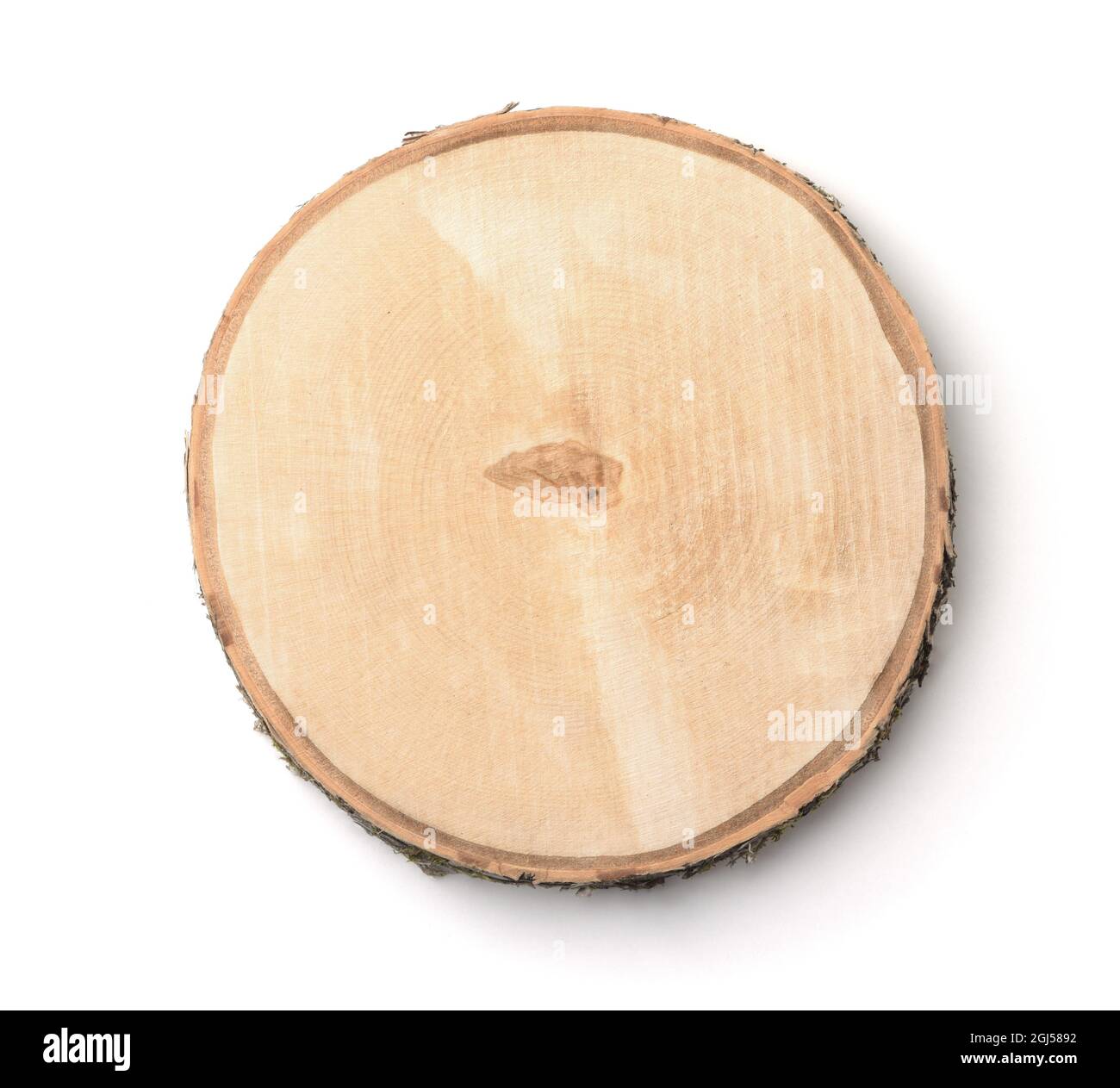 Cross section of tree Cut Out Stock Images & Pictures - Alamy