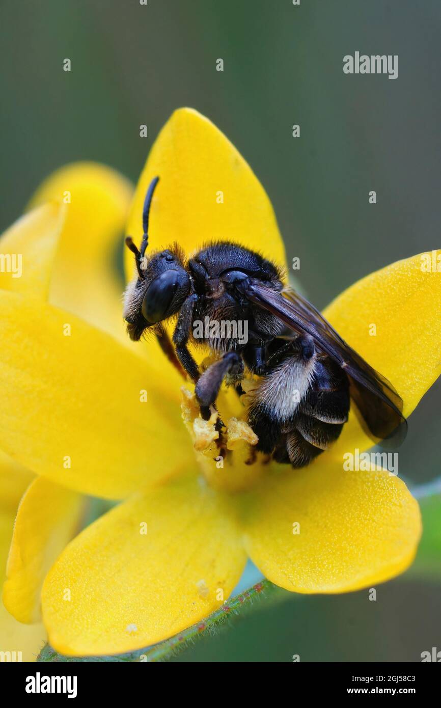 Vertical closeup of a female Yellow loosestrife bee, Macropis europaea ...