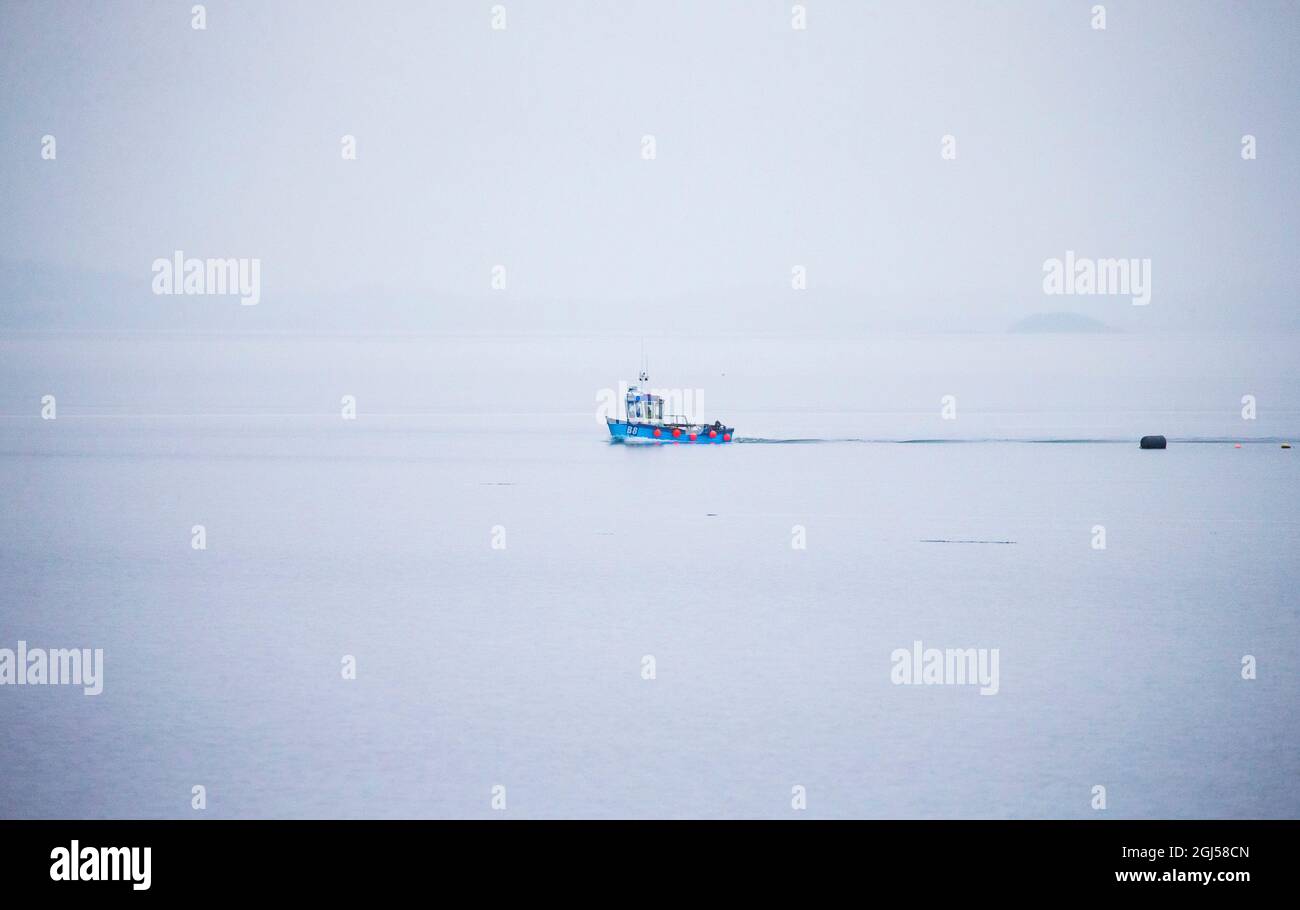 A fishing boat returning to Kircubbin harbour as low lying fog lies ...
