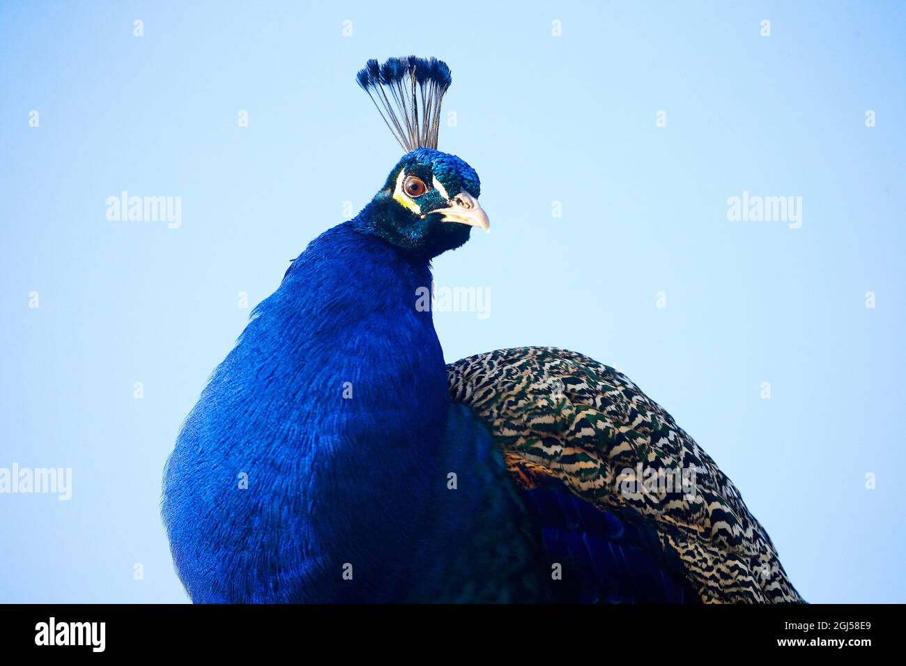 Peacocks on the wall of Castle Upton in Templepatrick, Co. Antrim ...