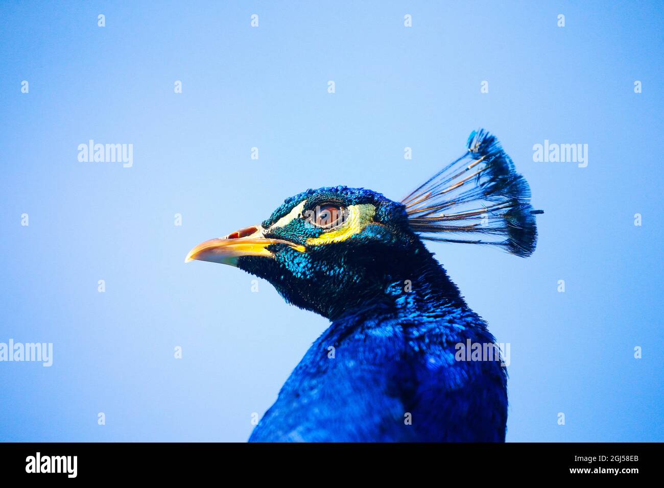 Templepatrick castle hi-res stock photography and images - Alamy