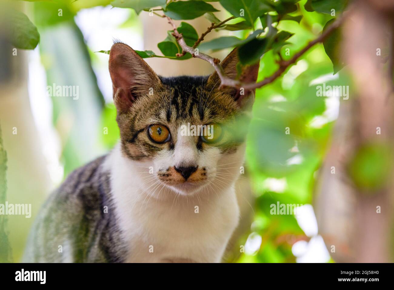 A focused Chinese idyllic cat in the woods Stock Photo - Alamy
