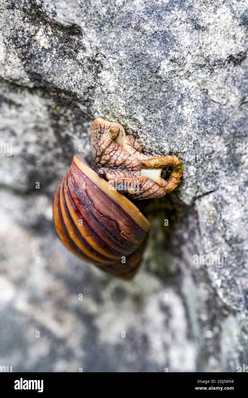 Giant african snail madagascar hi-res stock photography and images - Alamy