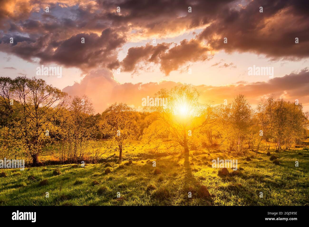 Sunset or sunrise in a spring field with green grass, willow trees and ...