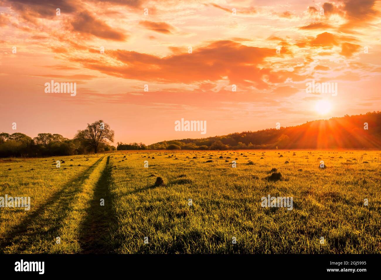 Sunset or sunrise in a spring field with green grass, willow trees and ...