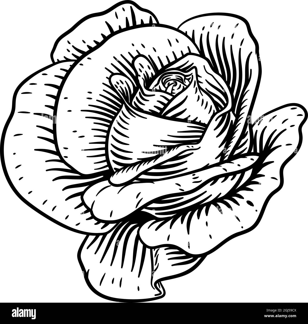 Rose Flower Vintage Woodcut Drawing Stock Vector Image & Art - Alamy