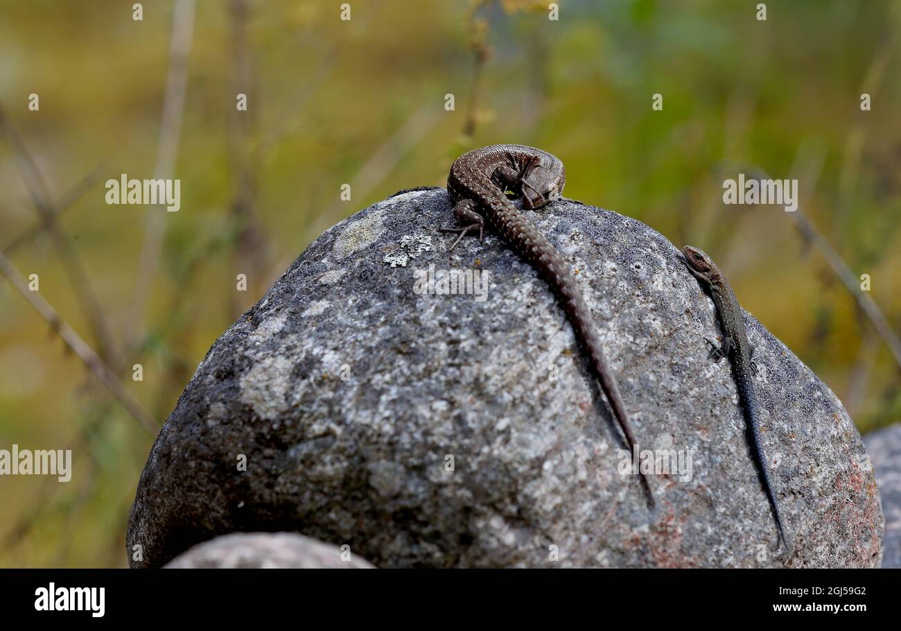 Two common lizards warming on a gray granite stone Stock Photo - Alamy