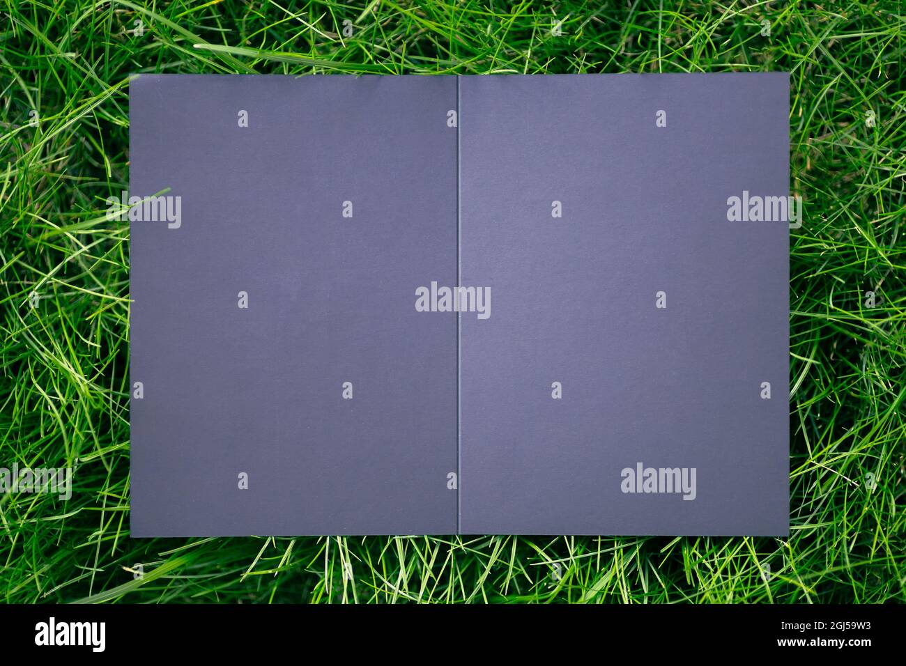 Top view of square frame, creative layout of green grass lawn with ...