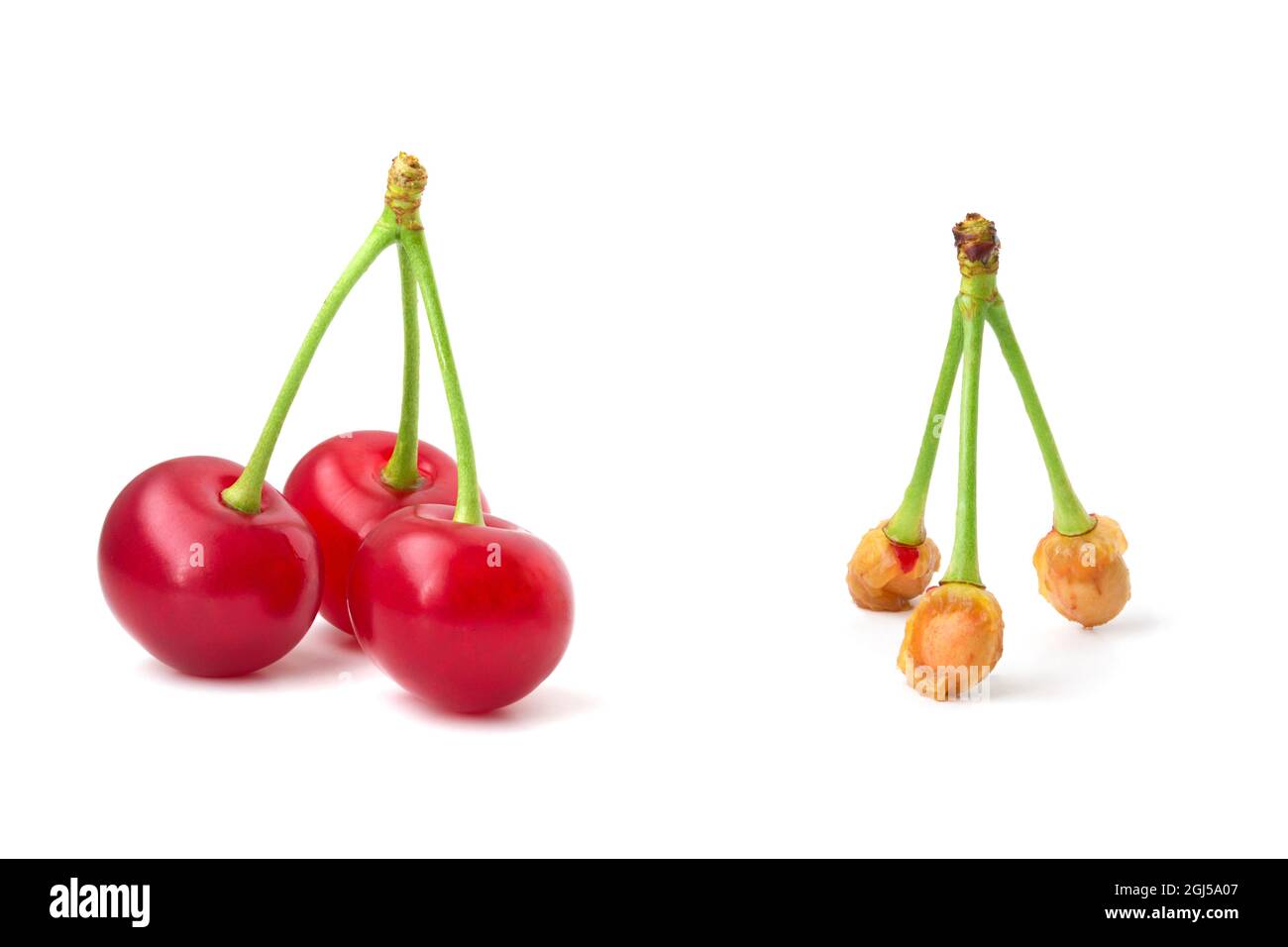 Three sweet cherries and three cherry bones on a peduncle isolated on ...