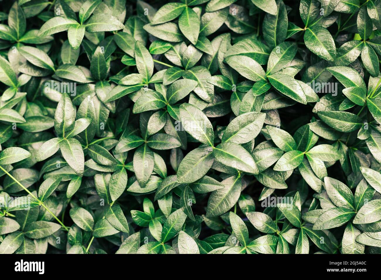 Beautiful nature background made of periwinkle leaves or green tropical ...