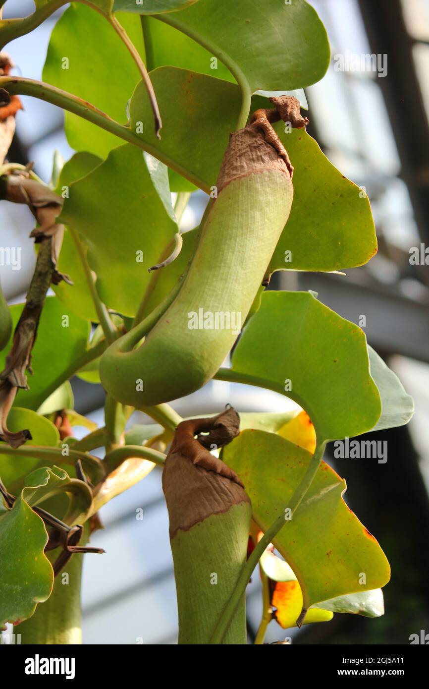 Predator tropical bucket plant growing in the wilderness Stock Photo ...