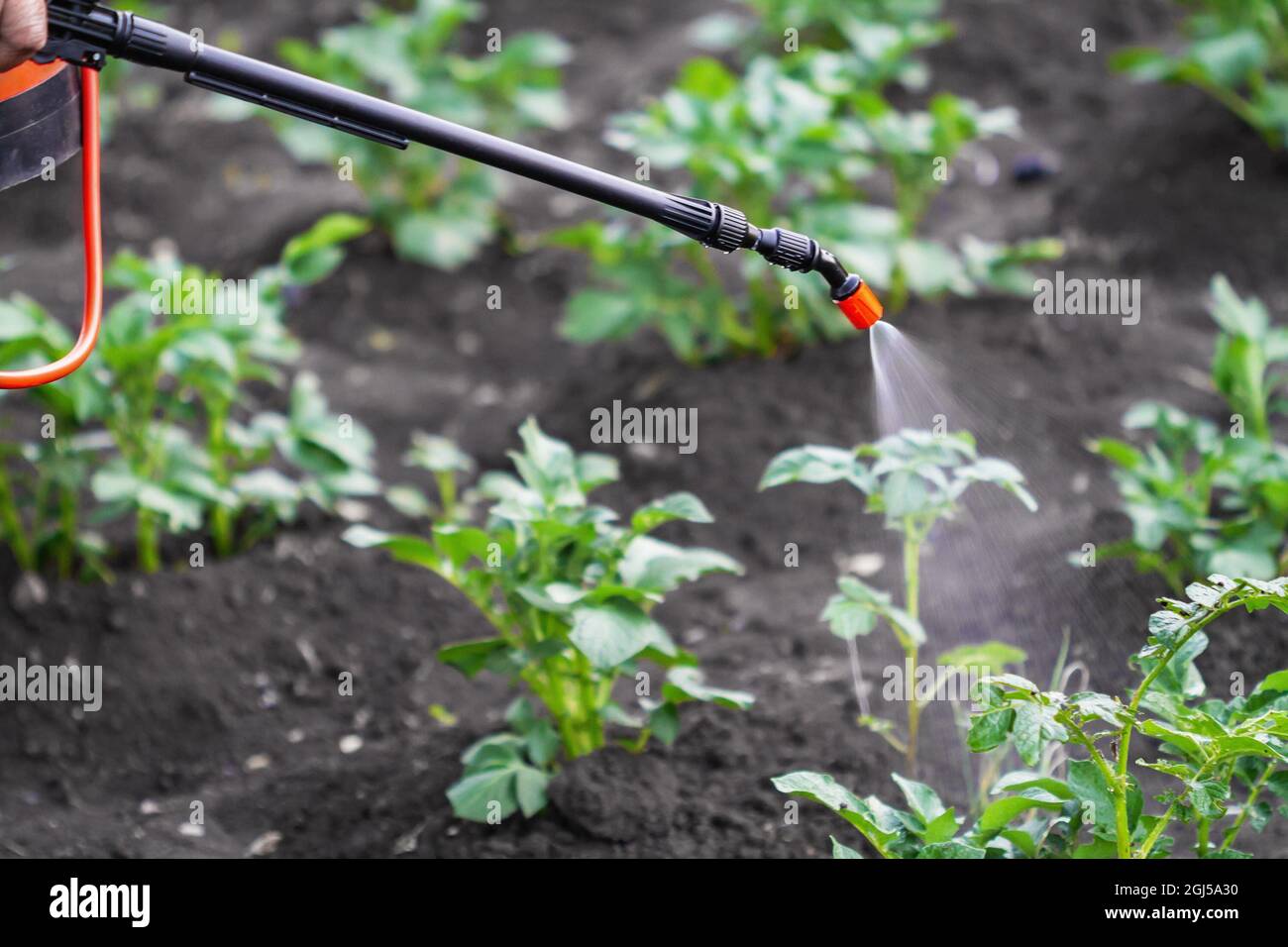 Processing potato plantation with insecticide liquid for Colorado ...