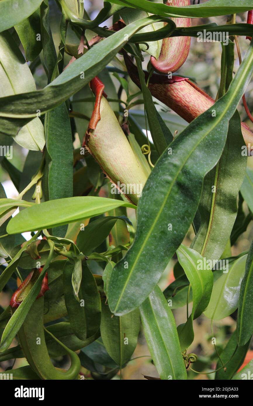 Predator tropical bucket plant growing in the wilderness Stock Photo ...