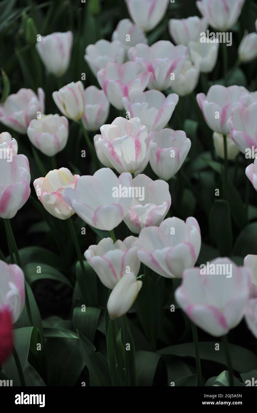 White with pink edges Triumph tulips (Tulipa) Graceland bloom in a ...