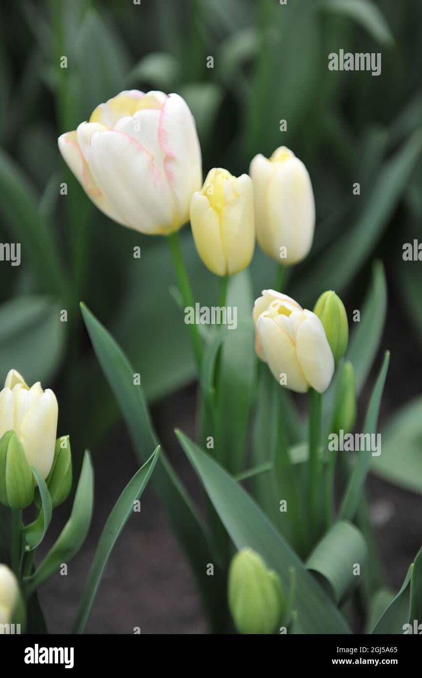 White with pink edges Triumph tulips (Tulipa) Graceland bloom in a ...