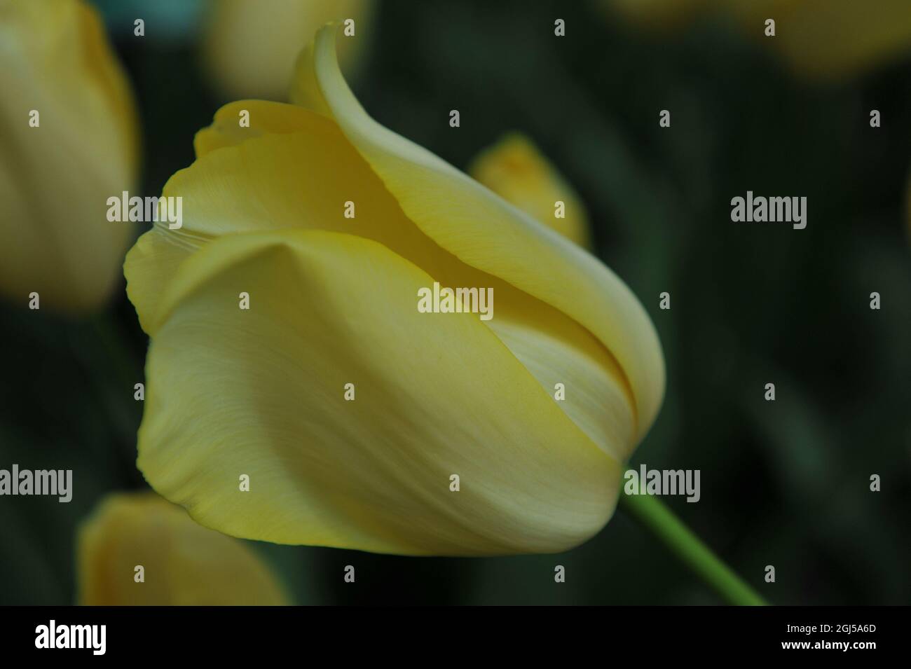 Yellow Single Late tulips (Tulipa) Grand d'Amour bloom in a garden in ...