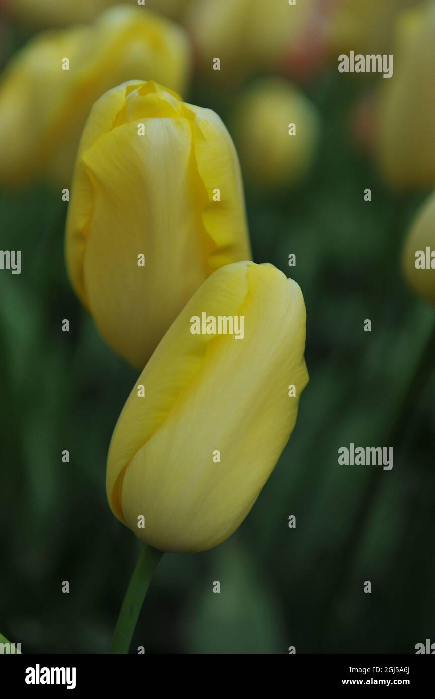Yellow Single Late tulips (Tulipa) Grand d'Amour bloom in a garden in ...