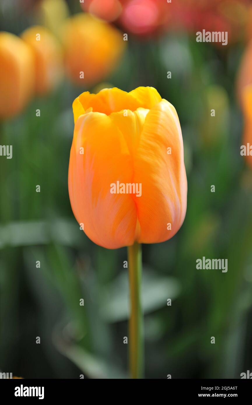 Orange tulips (Tulipa) Grand Manier bloom in a garden in April Stock ...