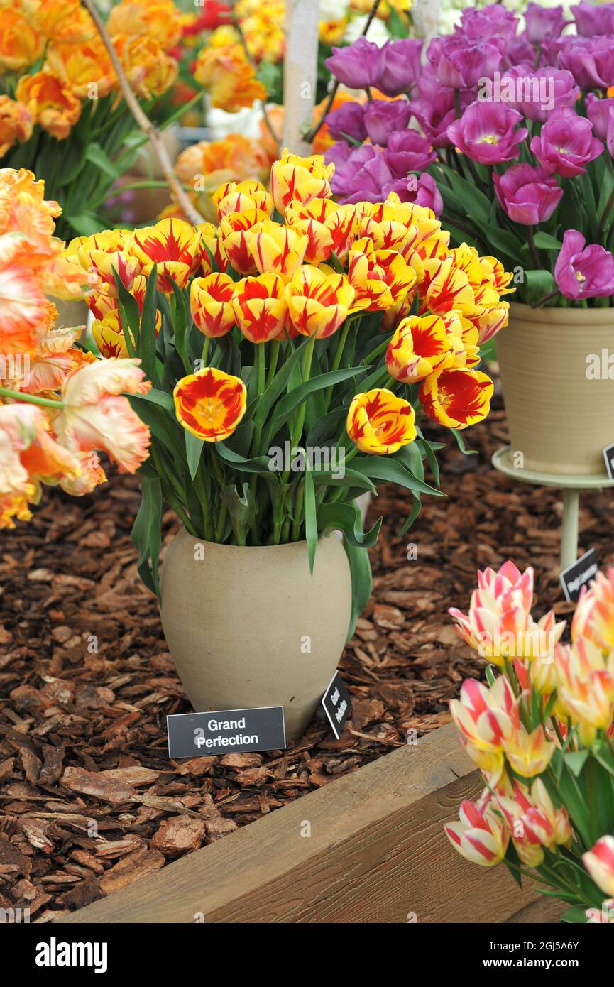 Grand bouquet of flowers hi-res stock photography and images - Alamy