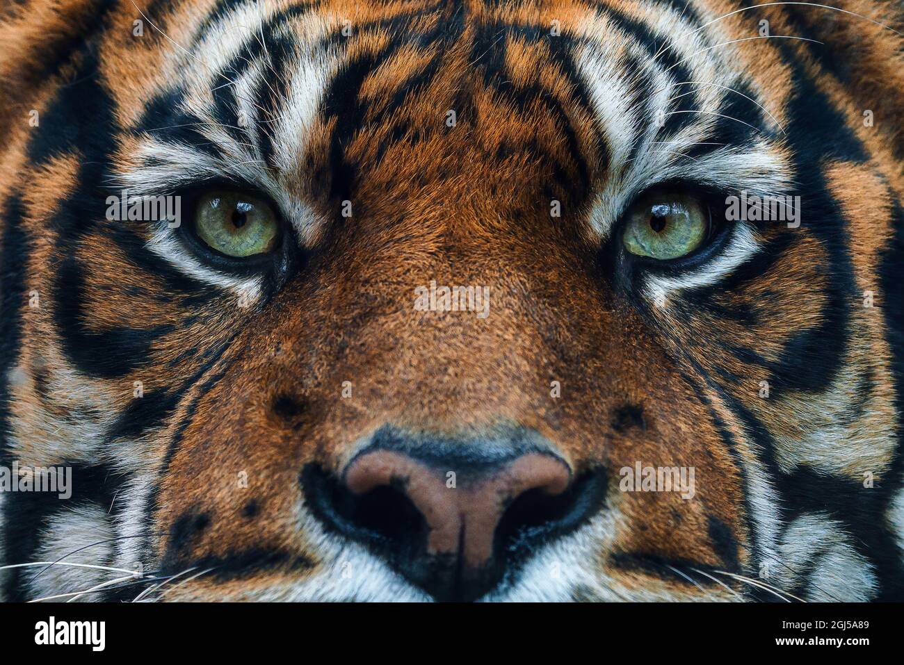 Front view of Sumatran tiger. Portrait of Sumatran tiger (Panthera ...