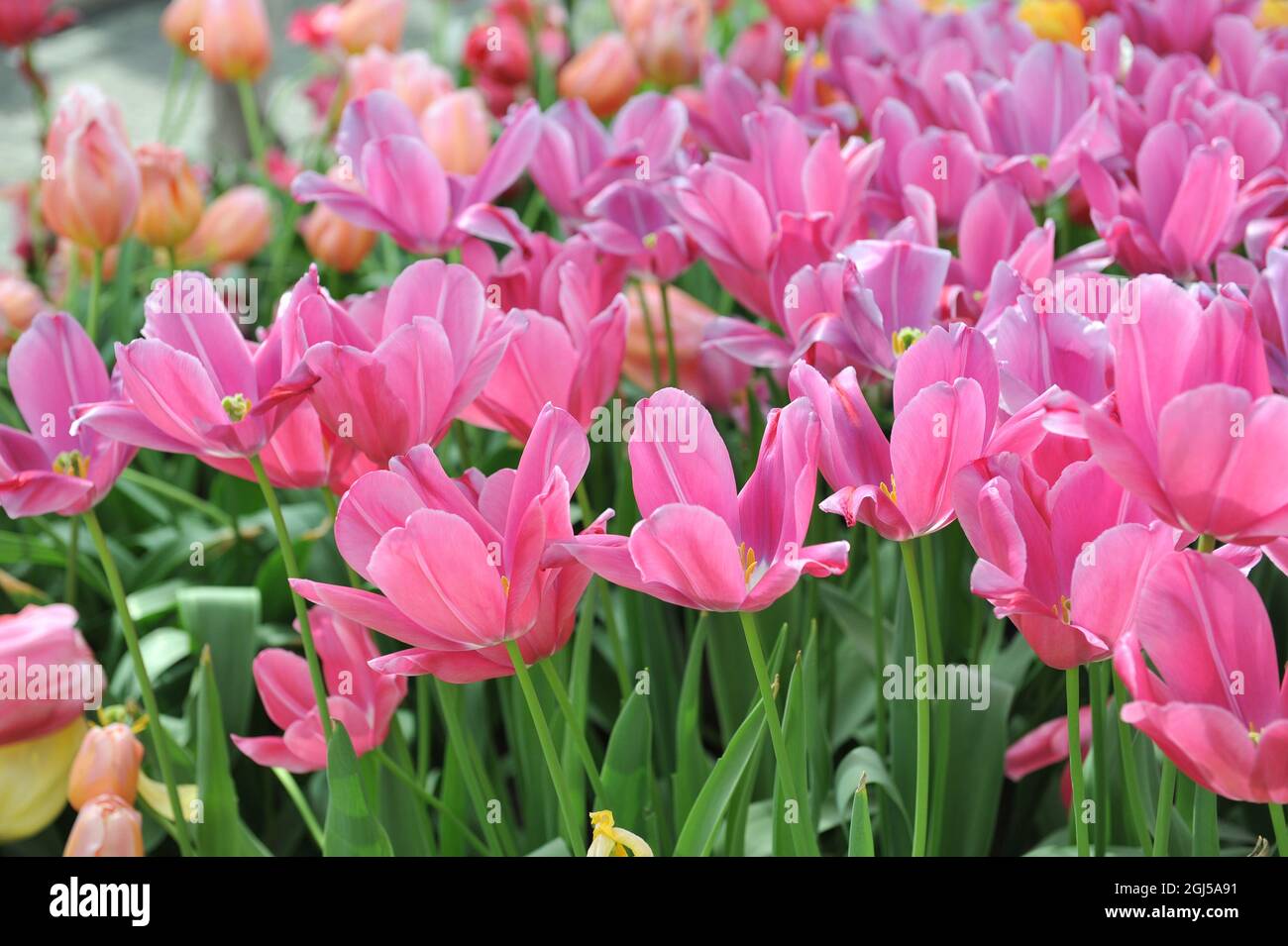 Pink Single Late tulips (Tulipa) Grand Style bloom in a garden in April ...