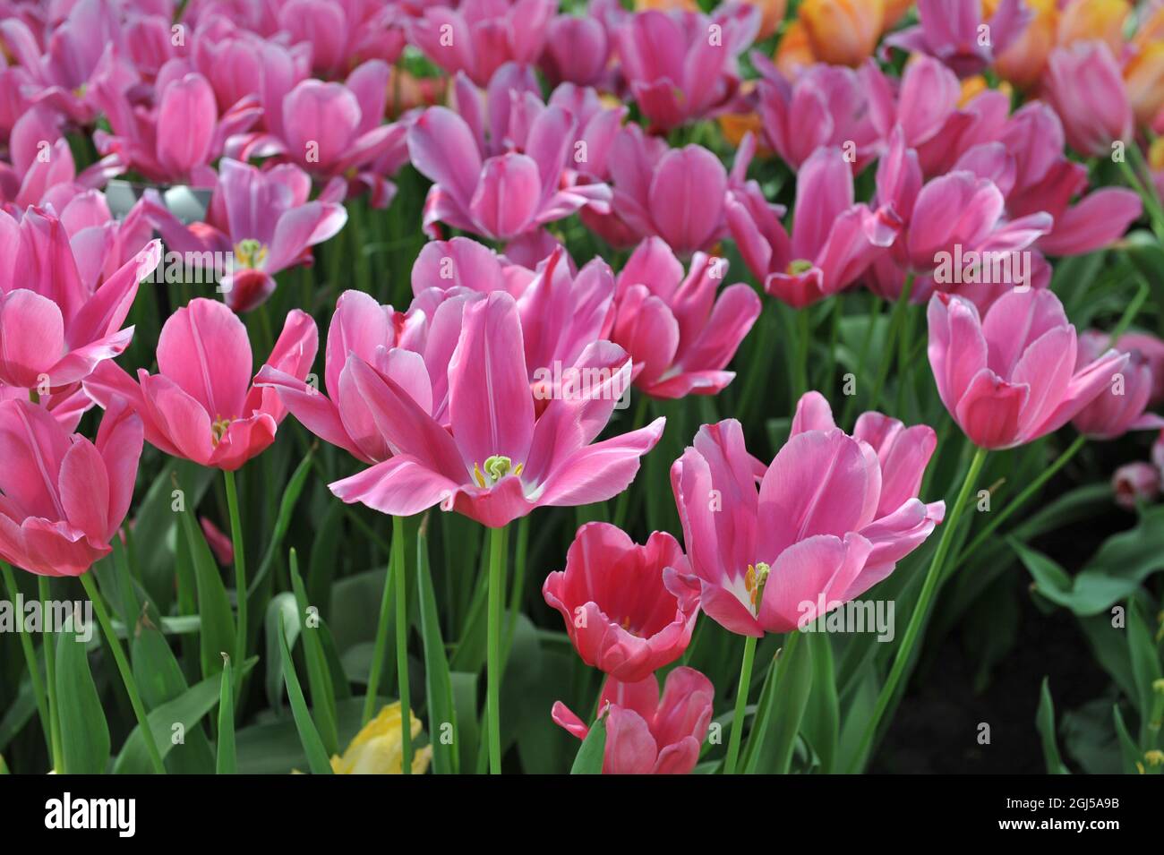 Pink Single Late tulips (Tulipa) Grand Style bloom in a garden in April ...