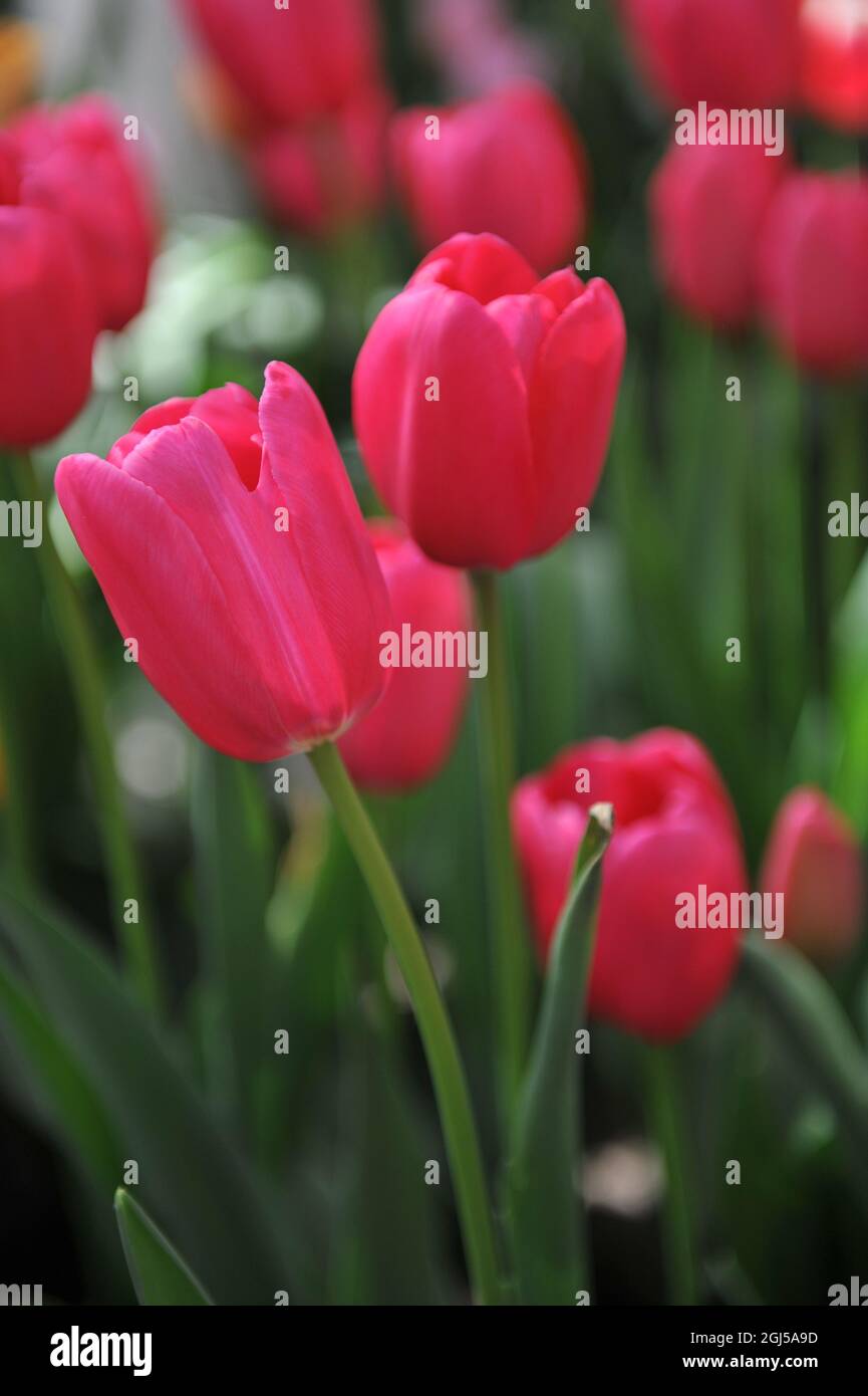 Pink Single Late tulips (Tulipa) Grand Style bloom in a garden in April ...