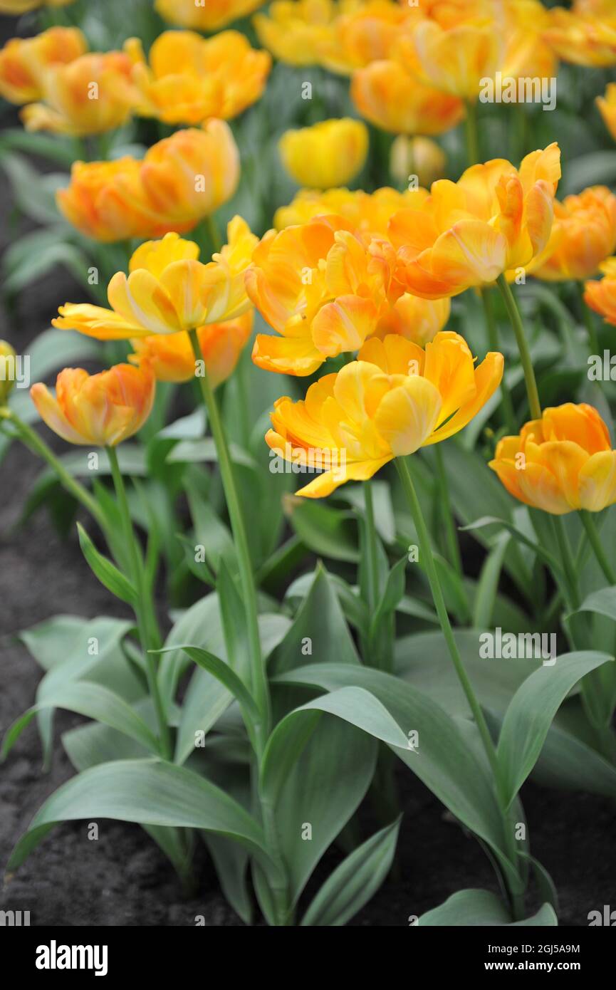 Granny award hi-res stock photography and images - Alamy