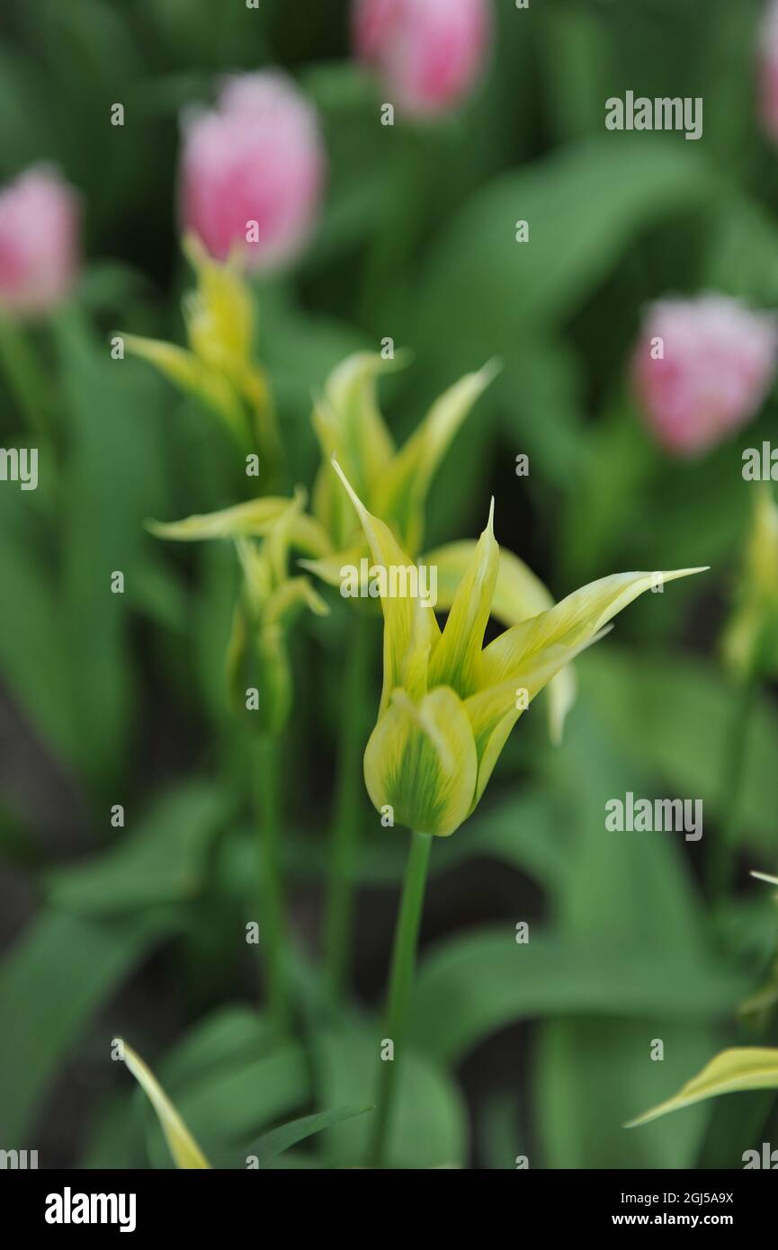 Yellow lily-flowered tulips (Tulipa) Green Dance bloom in a garden in ...
