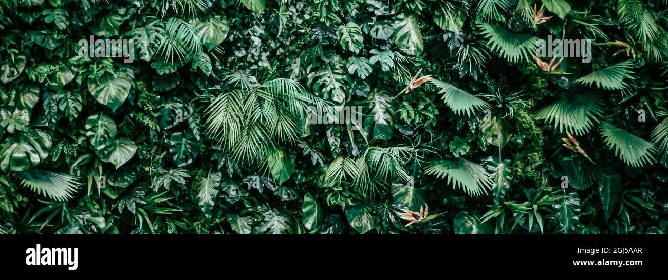 Tropical leaves as nature and environmental background, botanical ...