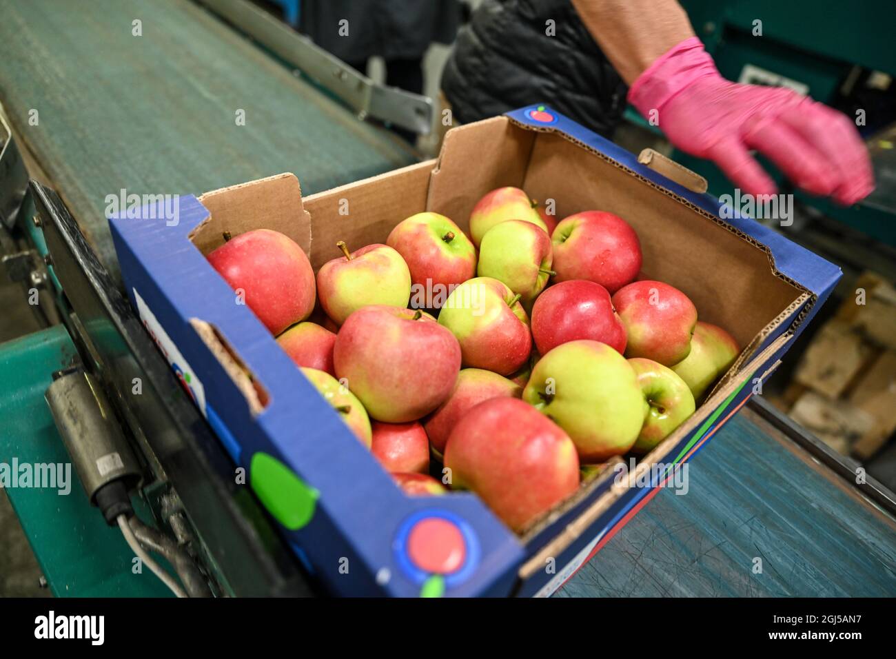 Packed apples hi-res stock photography and images - Alamy