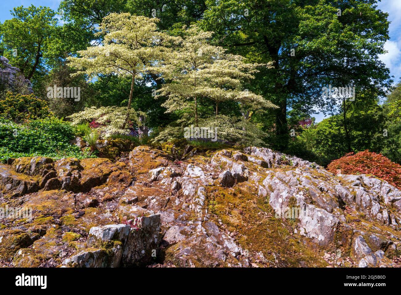 Landscaped garden view with young trees growing on a rock Stock Photo ...