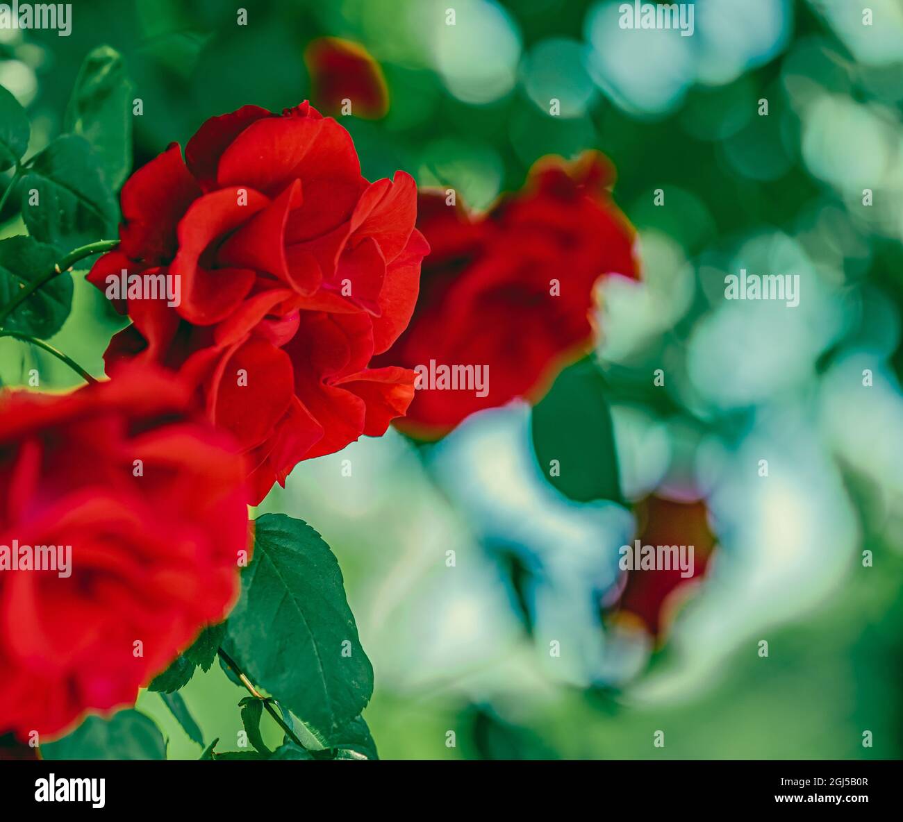 Red roses in beautiful flower garden as floral background Stock Photo ...