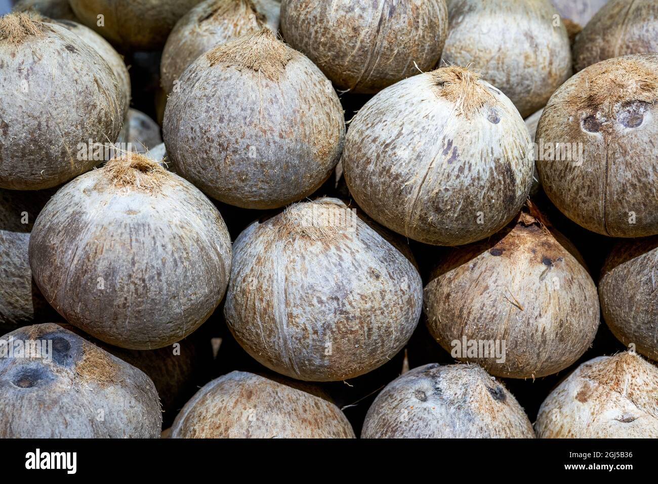 A bunch of fresh coconut young coconut close-up Stock Photo - Alamy