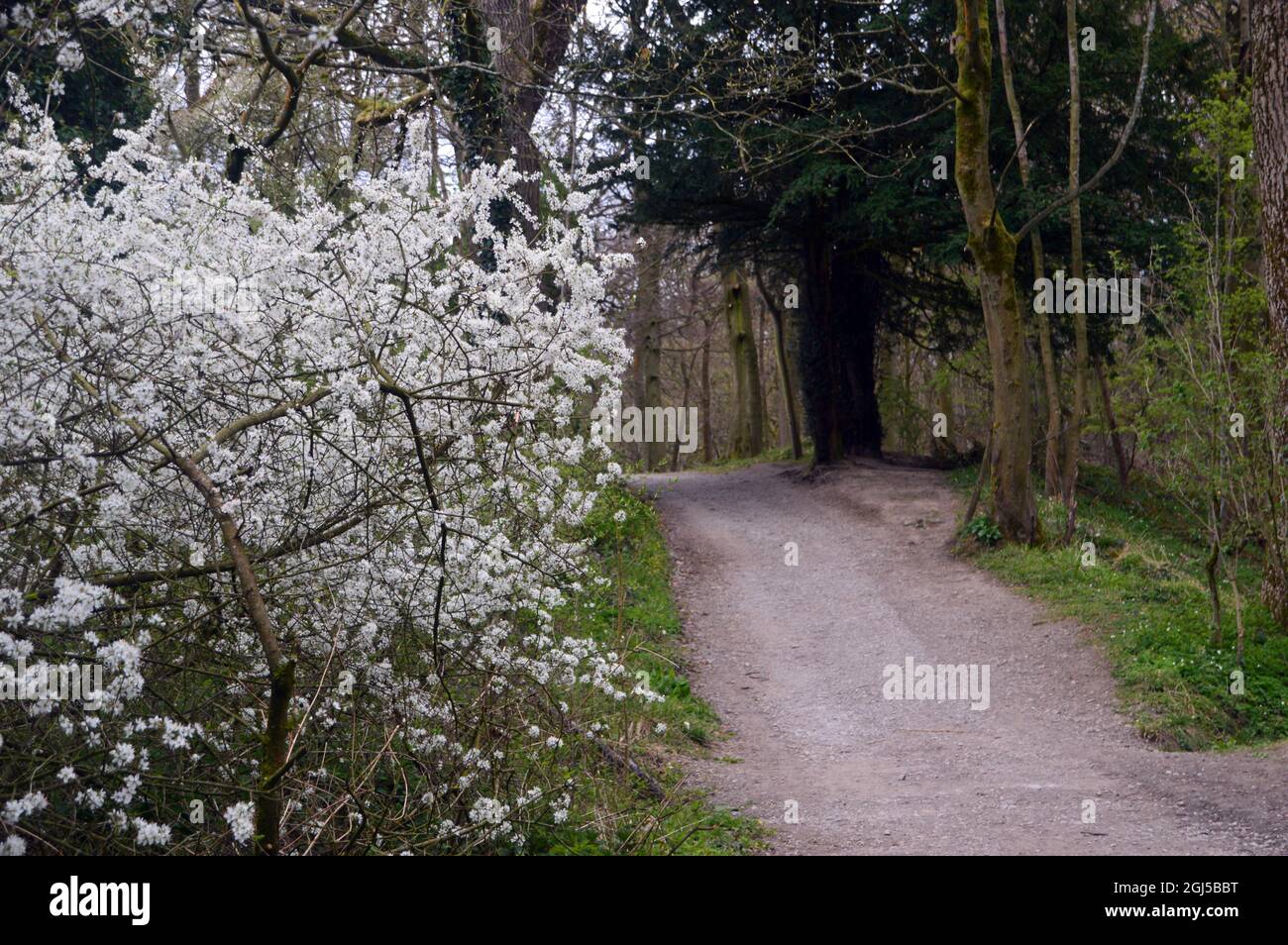 Common Hawthorn Tree (Crataegus monogyna) Covered in Small White ...
