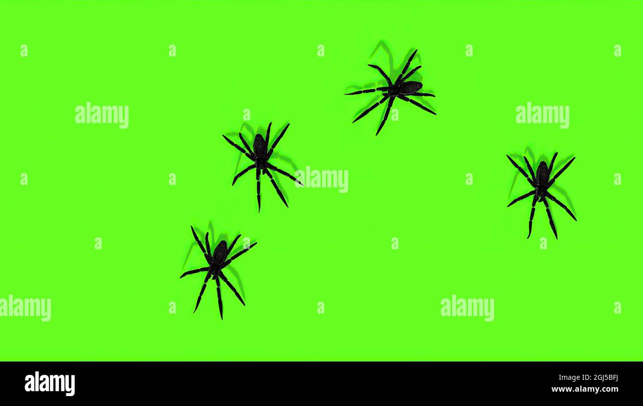 Animation spiders on green screen hi-res stock photography and images ...