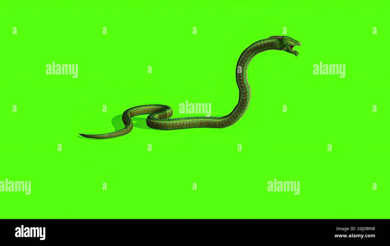 3d illustration - Snake on a Green Screen - background Stock Photo - Alamy