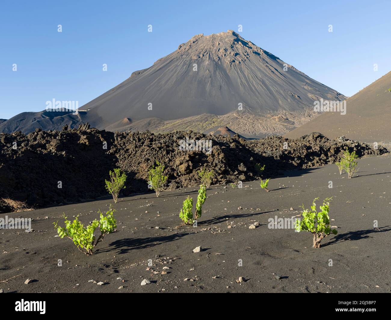 Traditional viniculture in the Cha de Caldeiras, . Stratovolcano mount ...