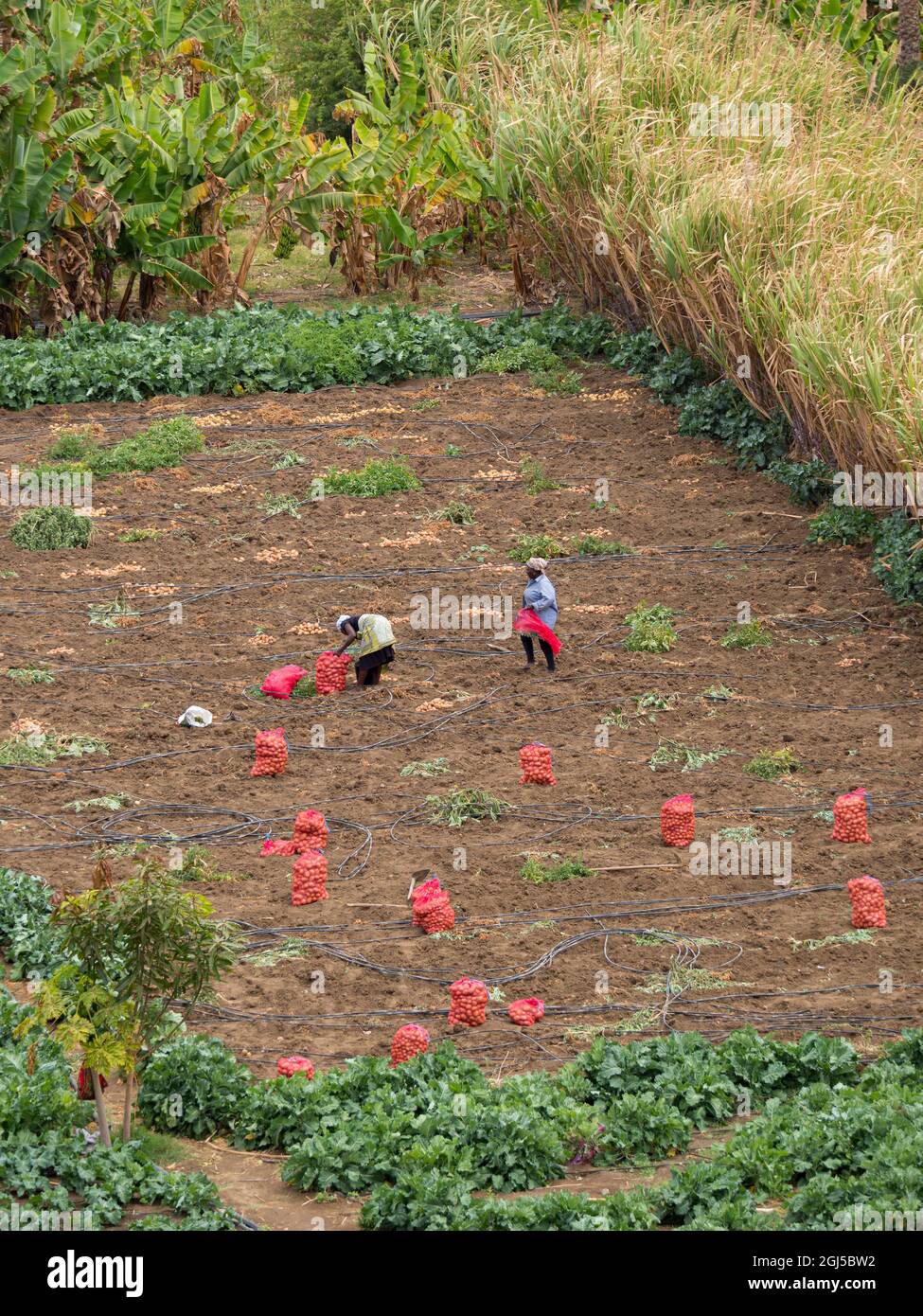 Agriculture near Pedra Badejo. Santiago Island, Cape Verde Stock Photo ...