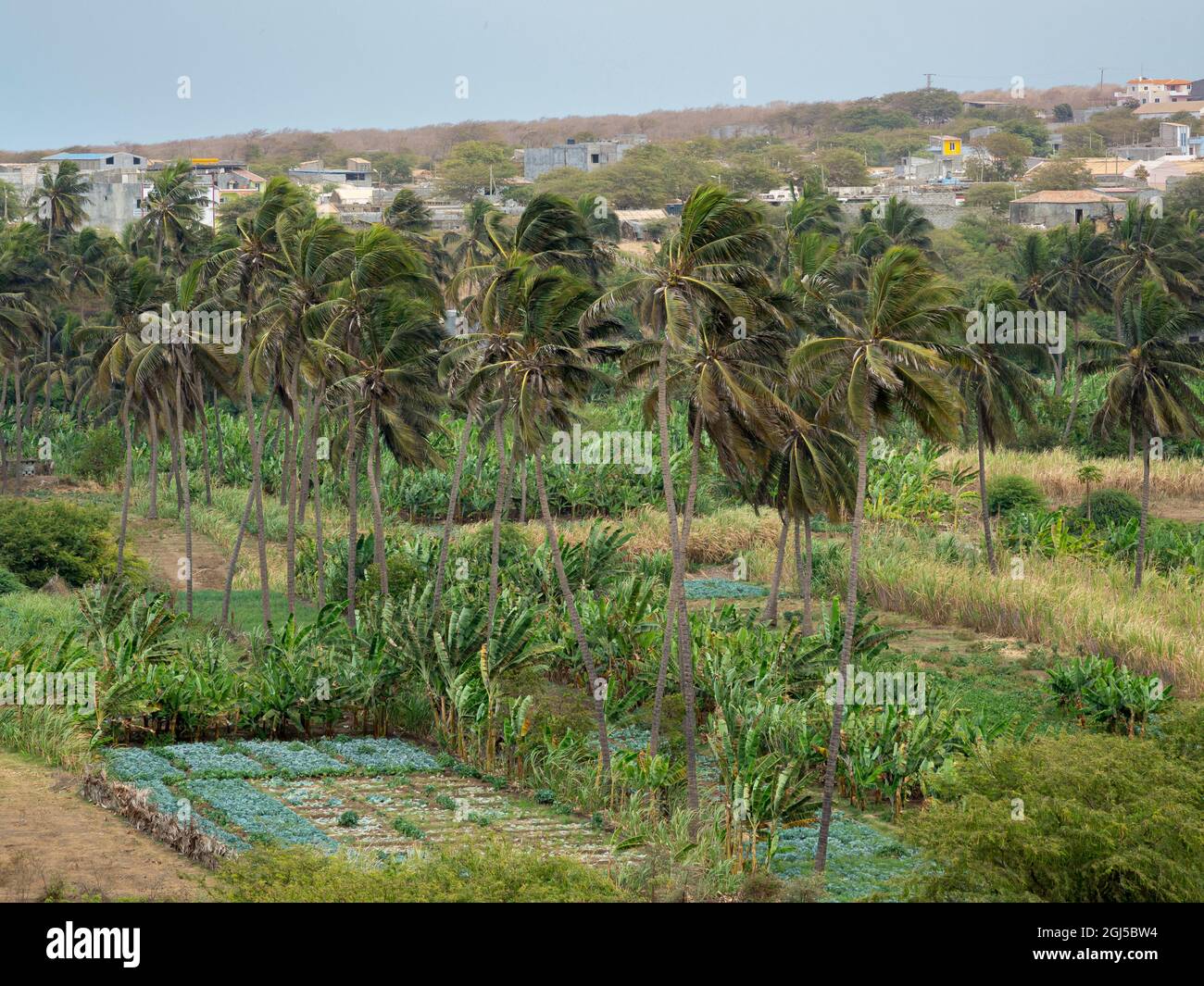 Agriculture near Pedra Badejo. Santiago Island, Cape Verde Stock Photo ...