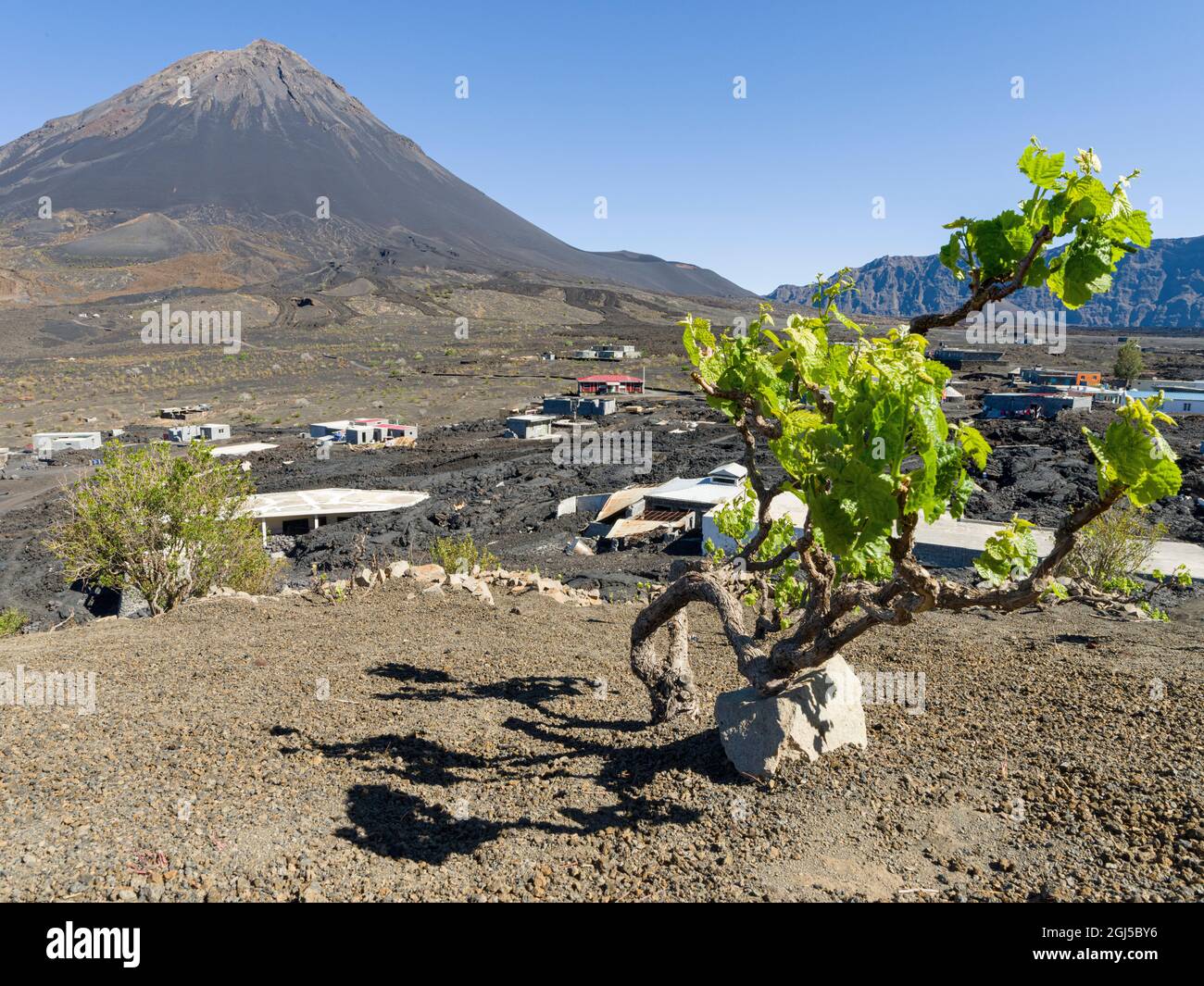 Traditional viniculture near village Portela in the Cha de Caldeiras ...