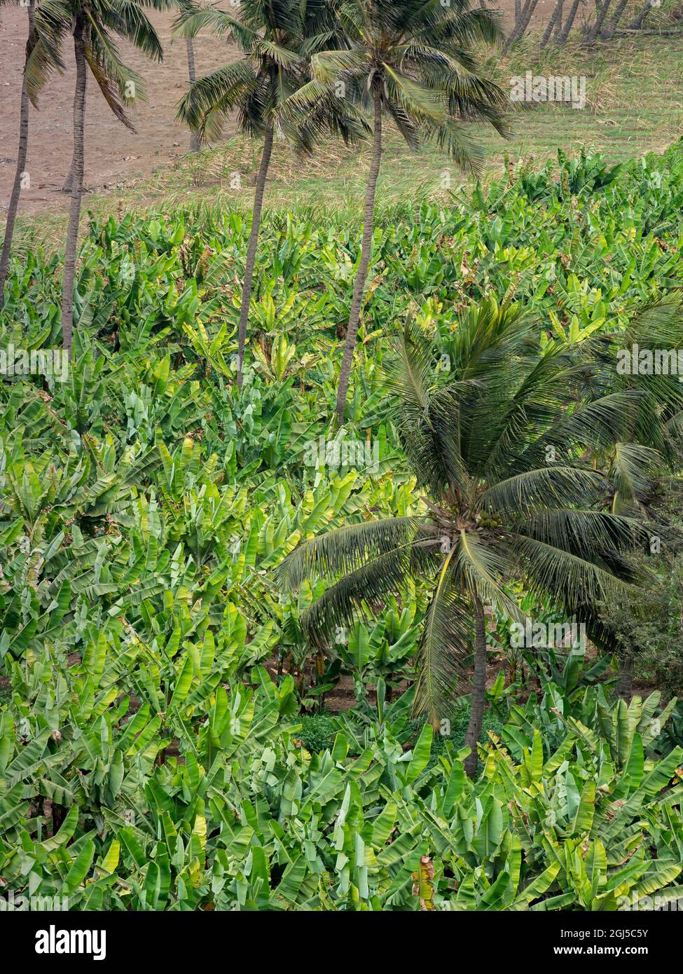 Agriculture near Pedra Badejo. Santiago Island, Cape Verde in the ...
