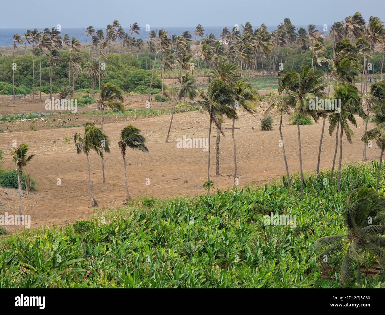 Agriculture near Pedra Badejo. Santiago Island, Cape Verde in the ...
